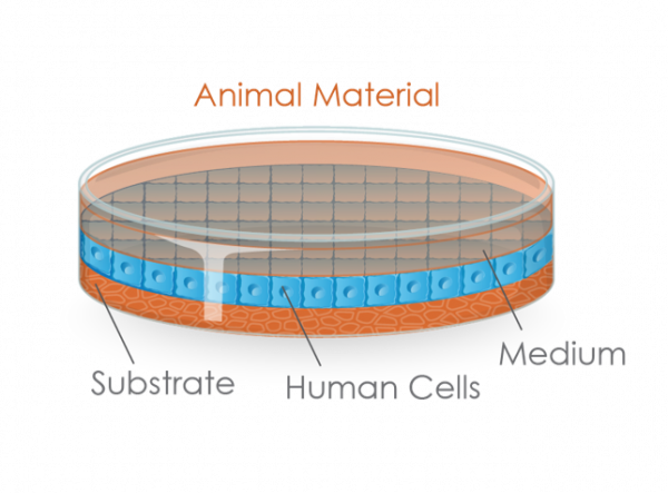 THT Biomaterials - Humanizing Tissue Engineering